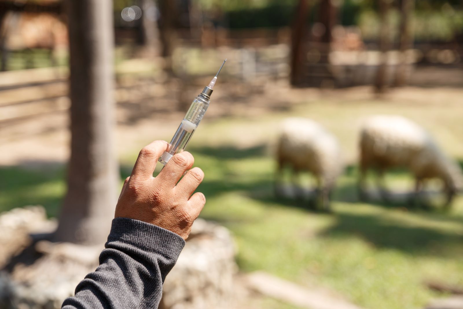 Influential livestock vaccine by Scottish scientists claims renewed ...