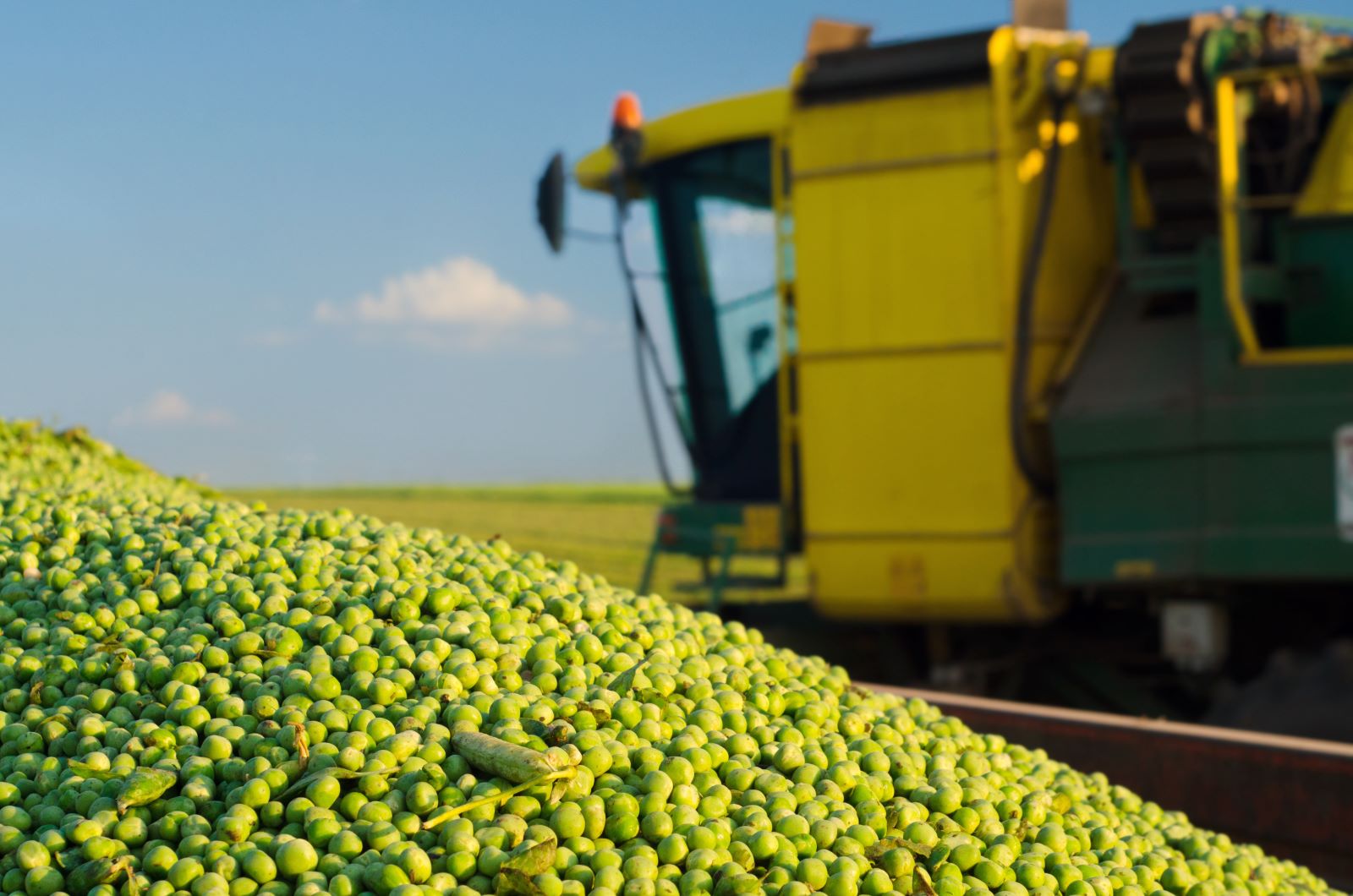 Great British Pea Week celebrates blooming pea vining sector - Farmers ...