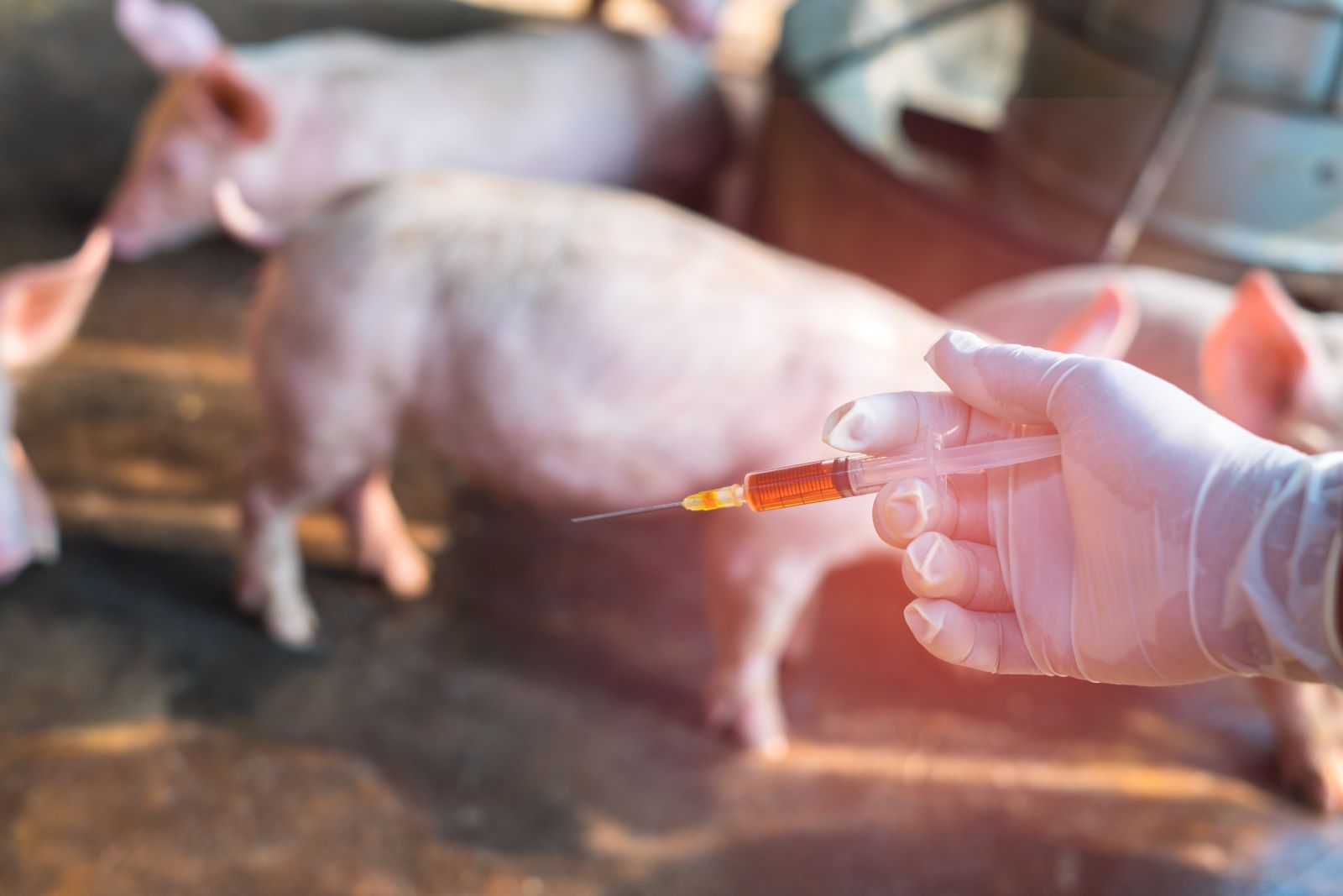 UK pig sector exceeds targets with 75% reduction in antibiotic use ...