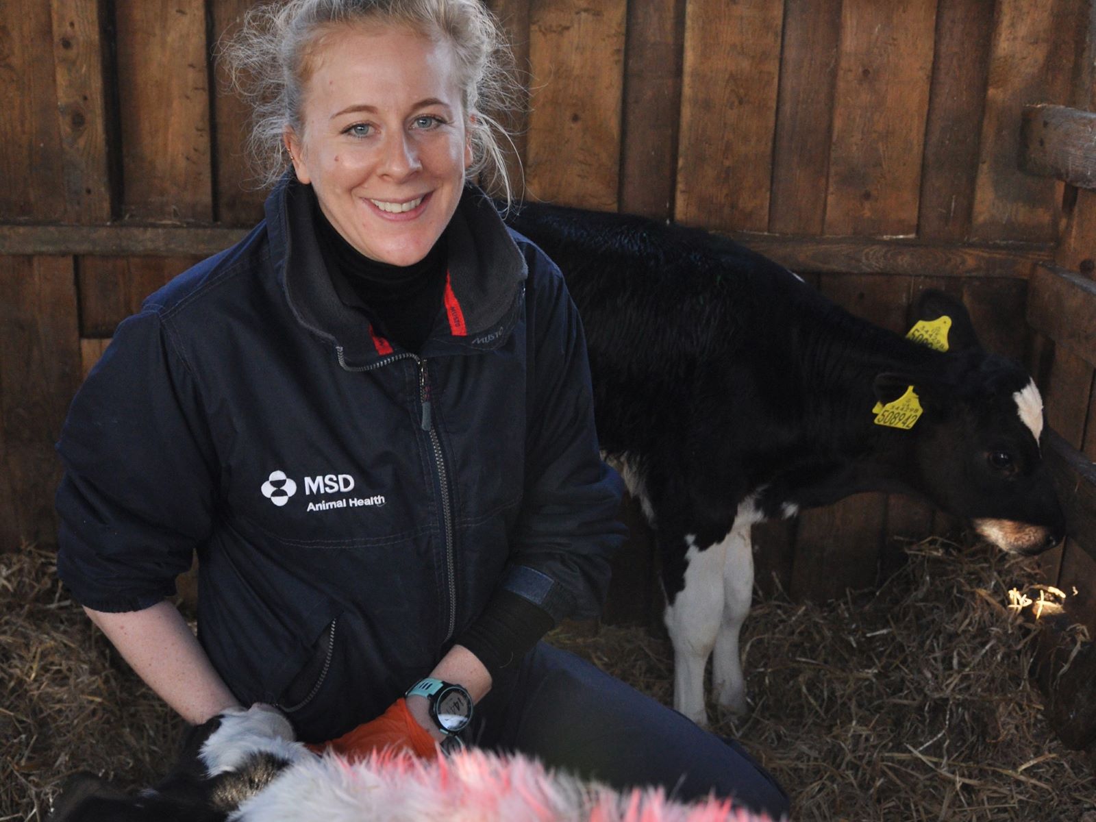 Bovine coronavirus ‘needs to be taken more seriously’ by industry, data ...