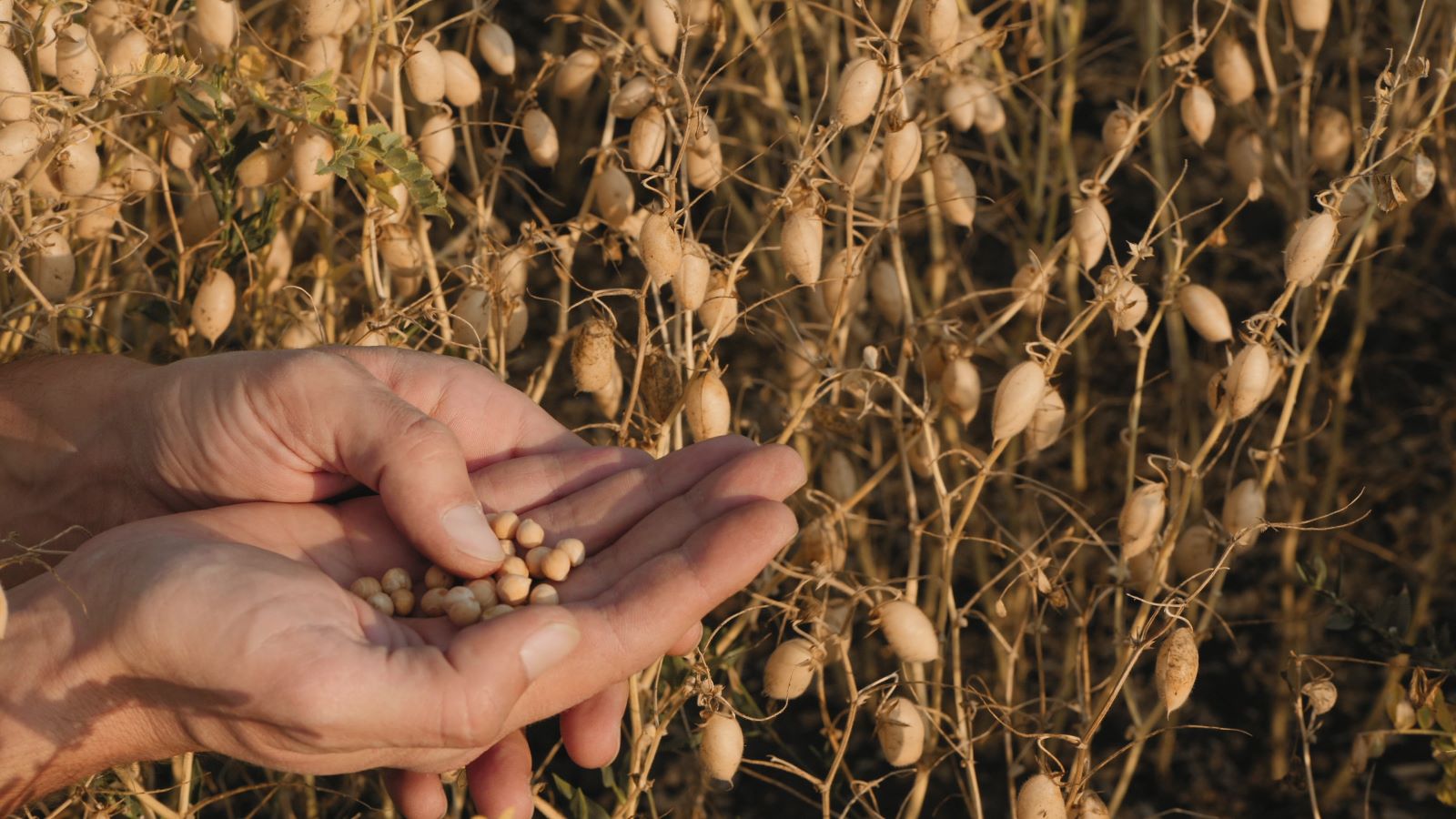 New research project aims to kickstart domestic chickpea production ...