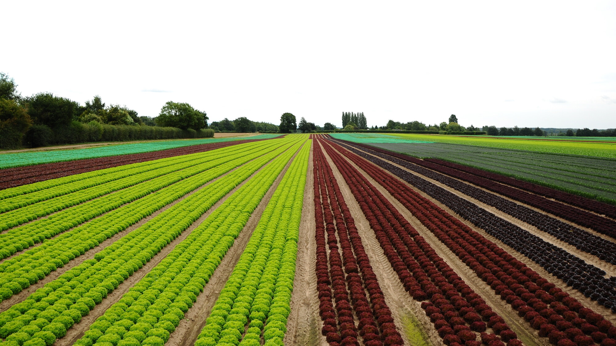 Kent berry growing business acquires premium salads - Farmers Guide