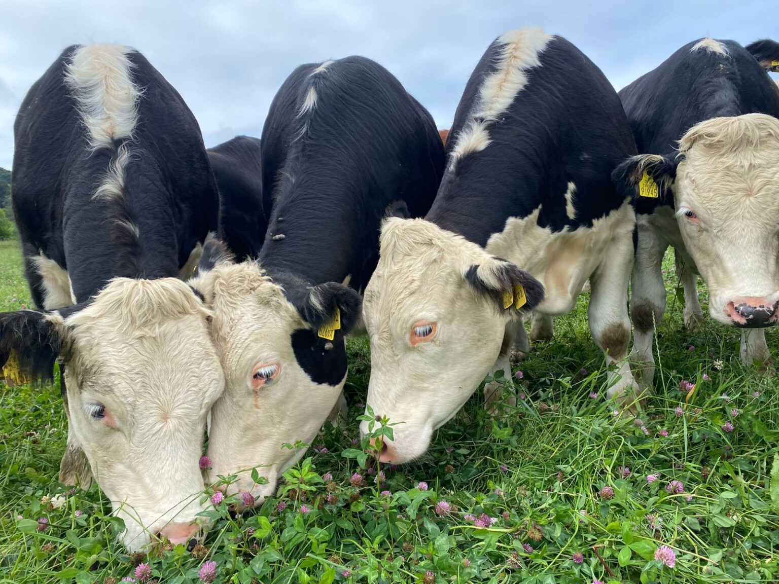 Producing more for less: Multispecies swards show exciting potential for livestock sector ...