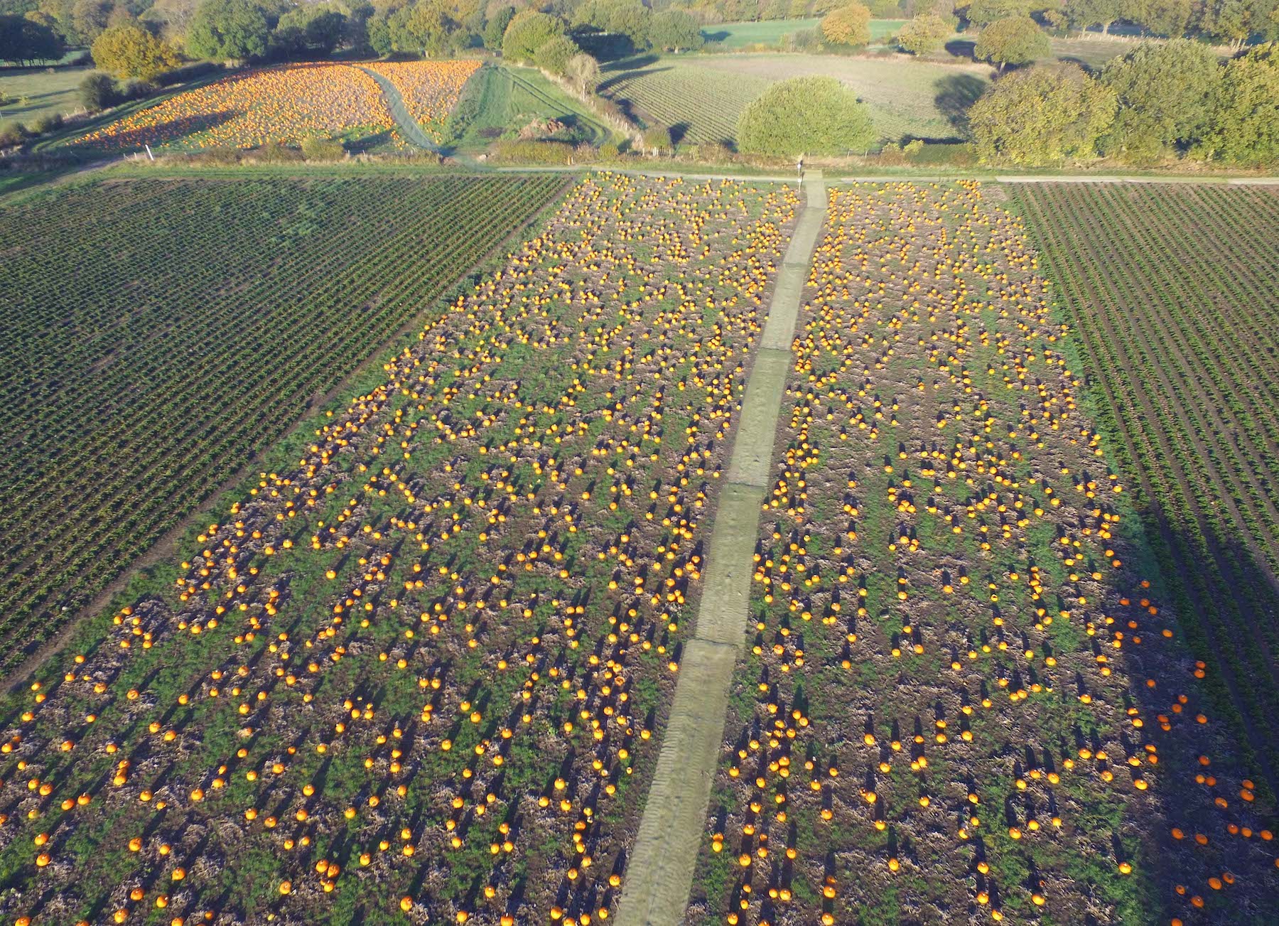 Britain’s top PYO farms shortlisted for national awards - Farmers Guide