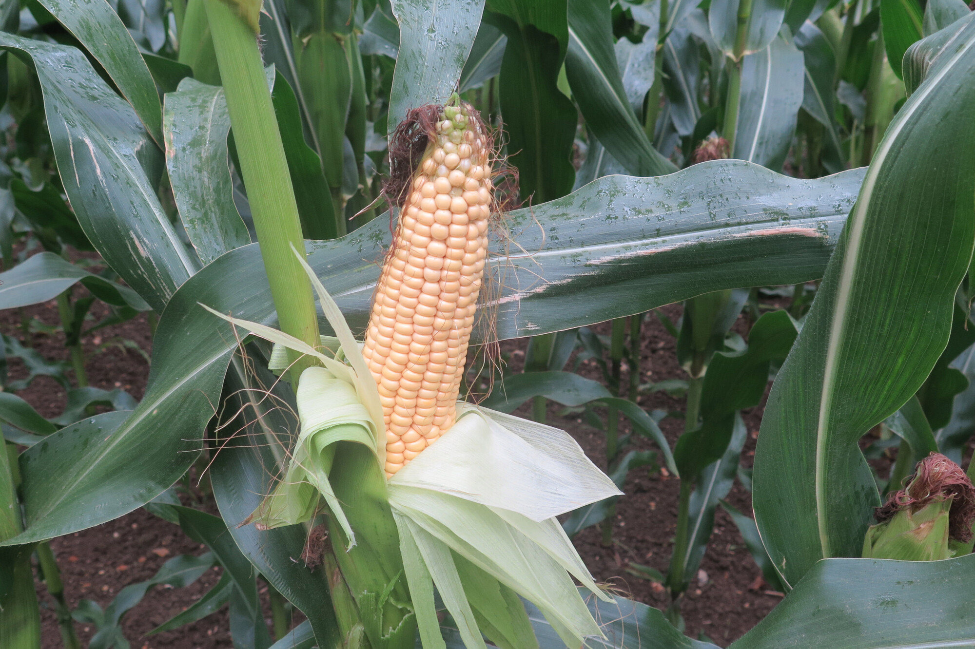 Stress relief in flowering maize to boost cob size and yield - Farmers ...