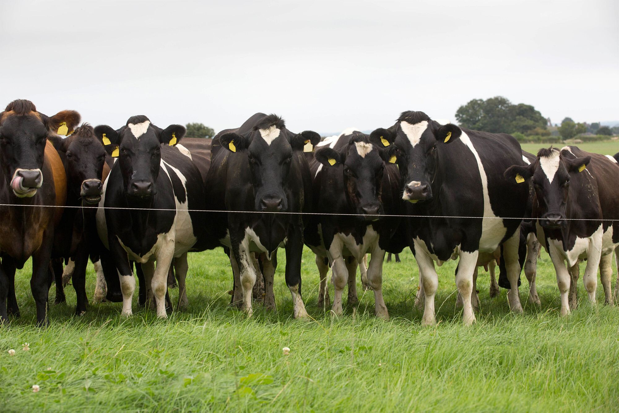 Take a look at three benefits of bolusing livestock - Farmers Guide