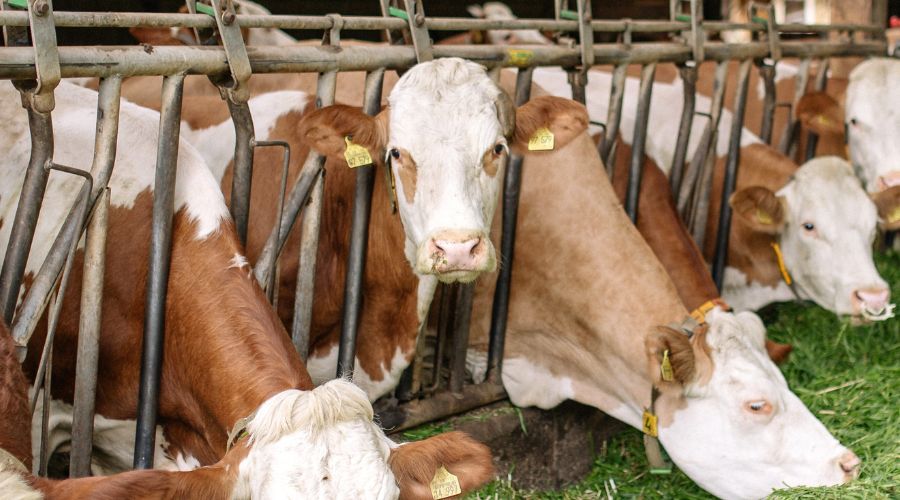 Cattle housing - 3 top tips to prepare - Farmers Guide