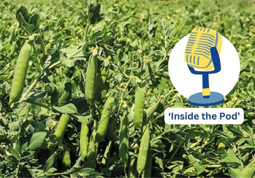 'Inside the Pod': PGRO launches podcast for pea and bean growers ...
