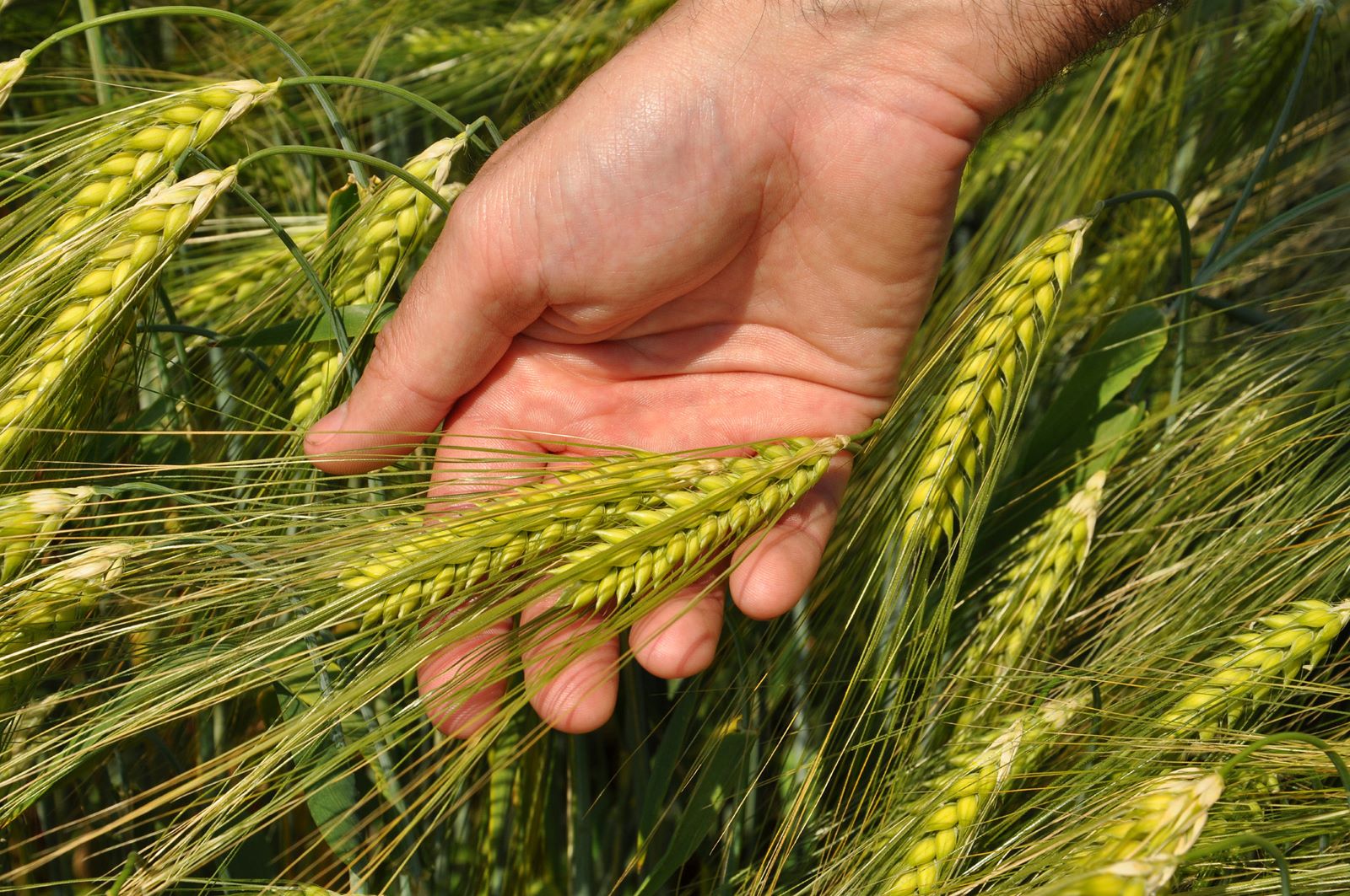 Barley Crops Barley: Crop Faring Well, But Prices, Exports Are