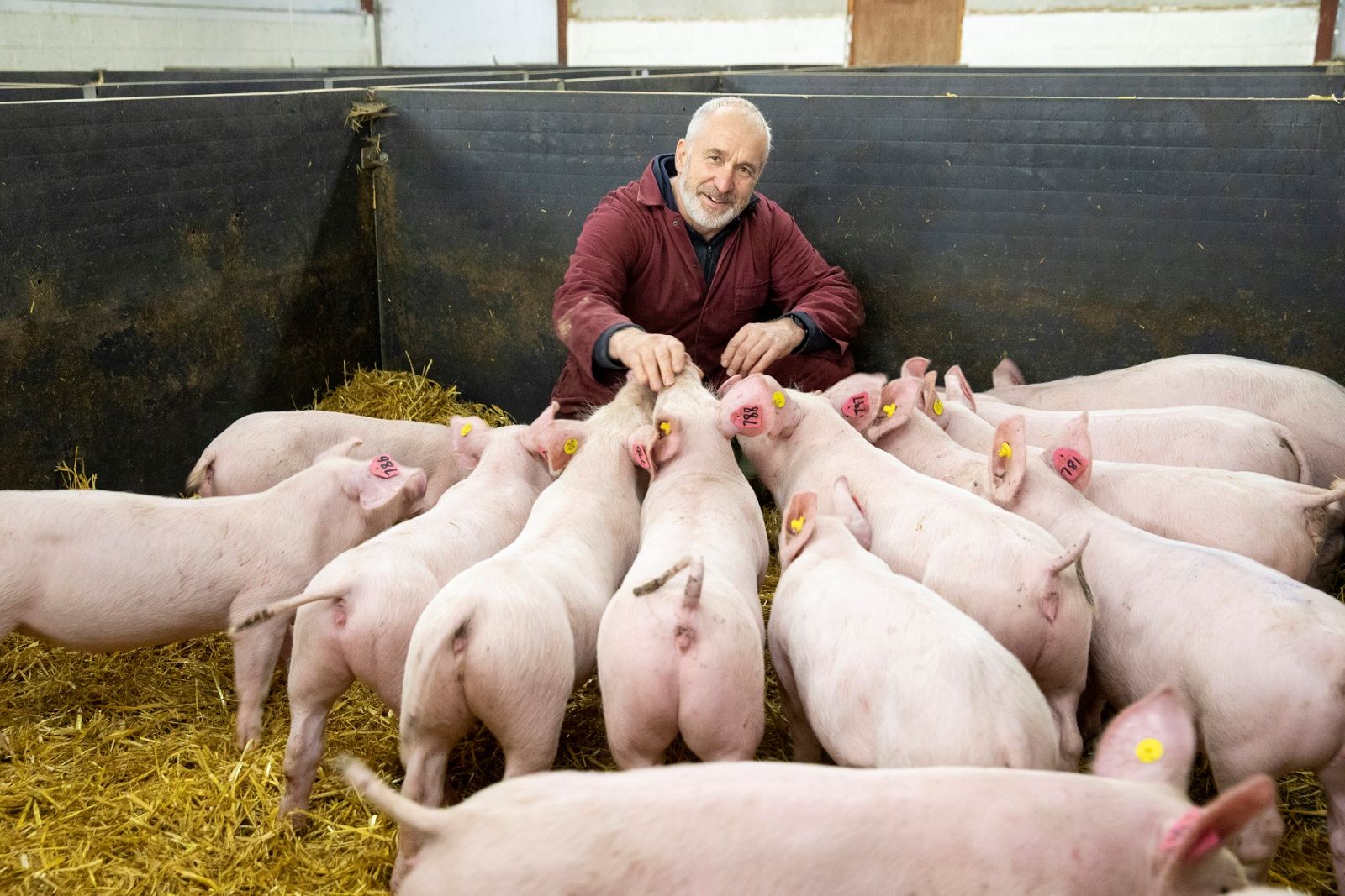Stockperson Plus scheme returns to help challenged pig sector - Farmers ...