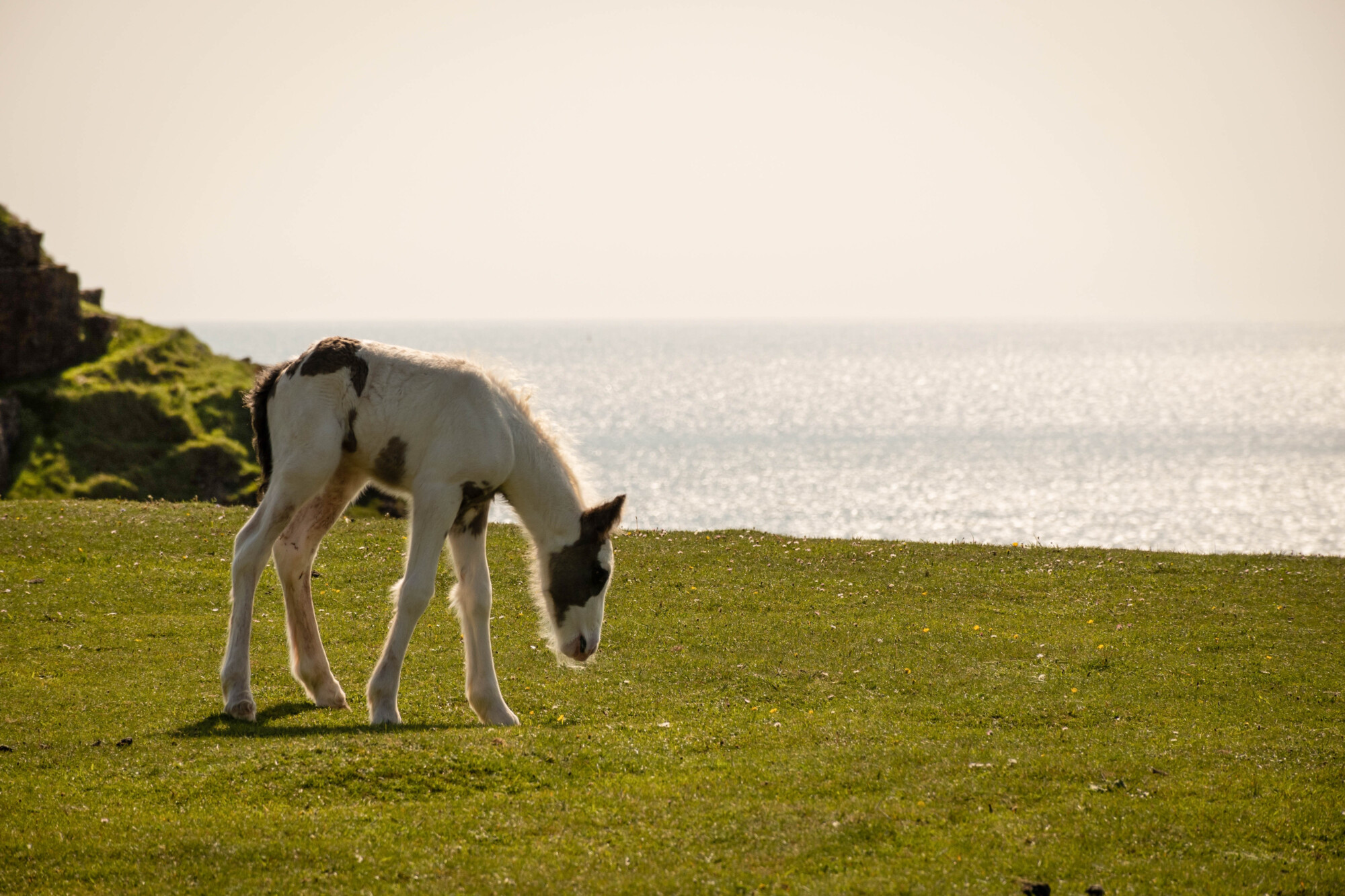 Farmer dismayed as harassment by visitors leads to death of newborn ...