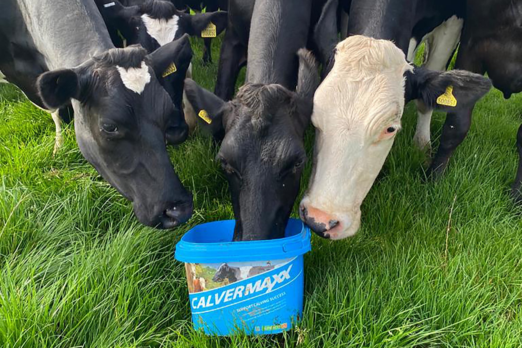 Pre-calving supplement offers nutrition boost as forage quality ...