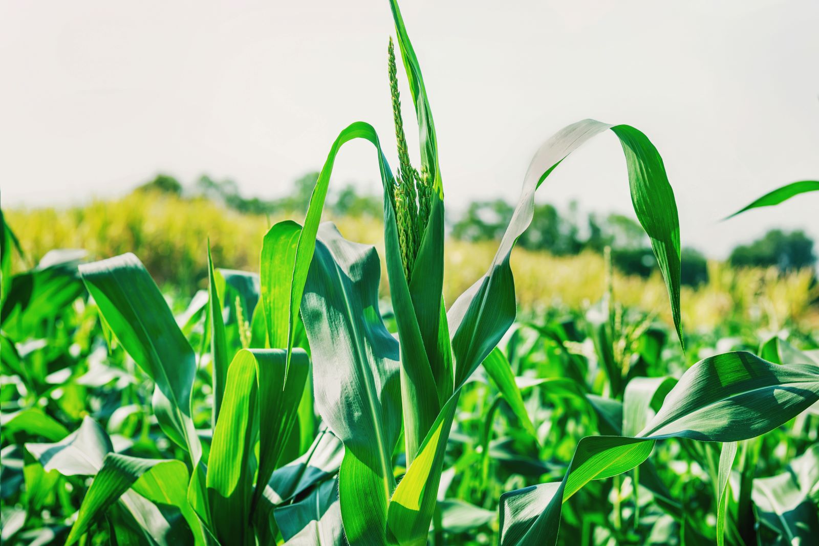 Three new forage maize varieties claim top spots on Descriptive List ...