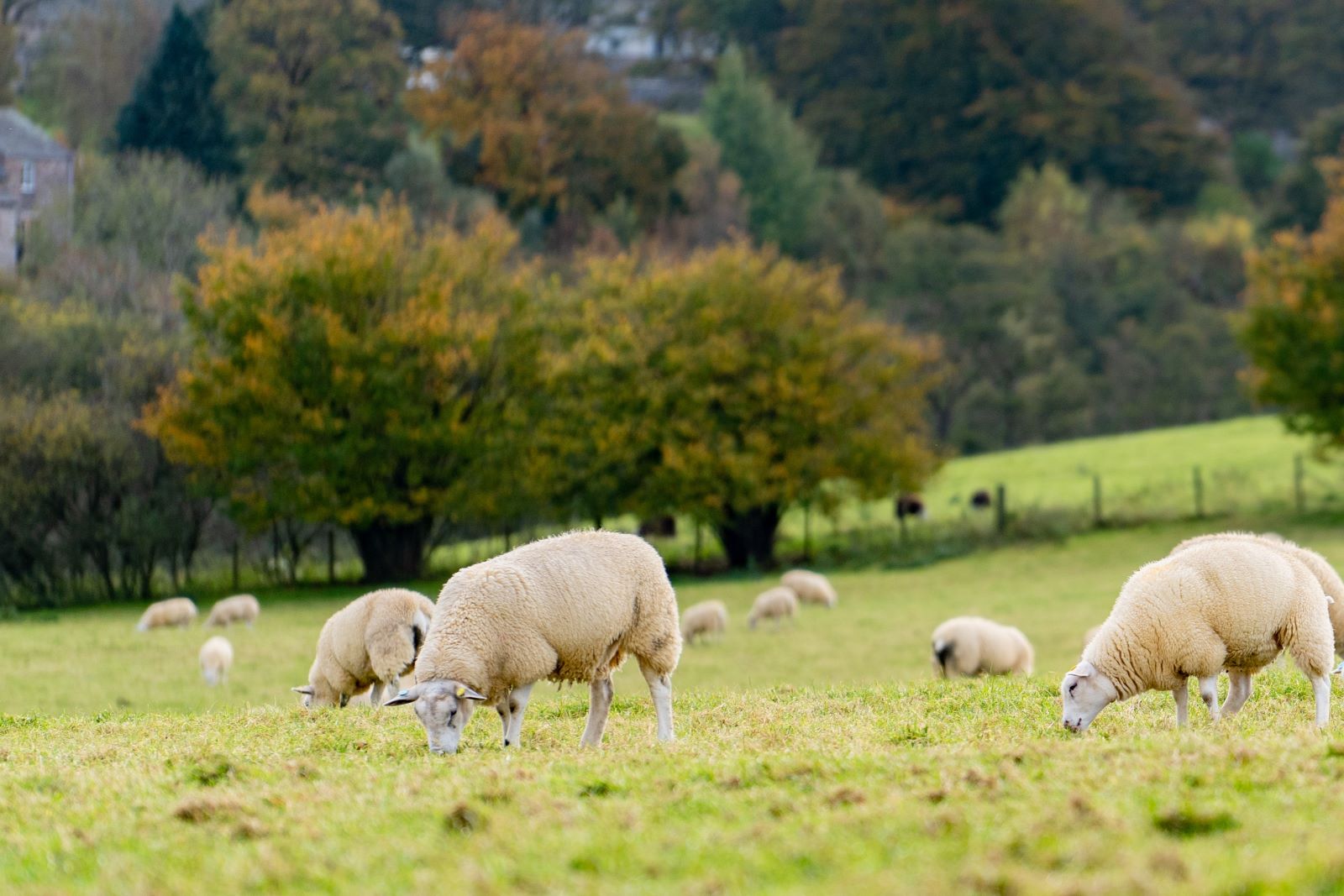 Henrietta Szathmary - Journalist Profile - Intelligent Relations