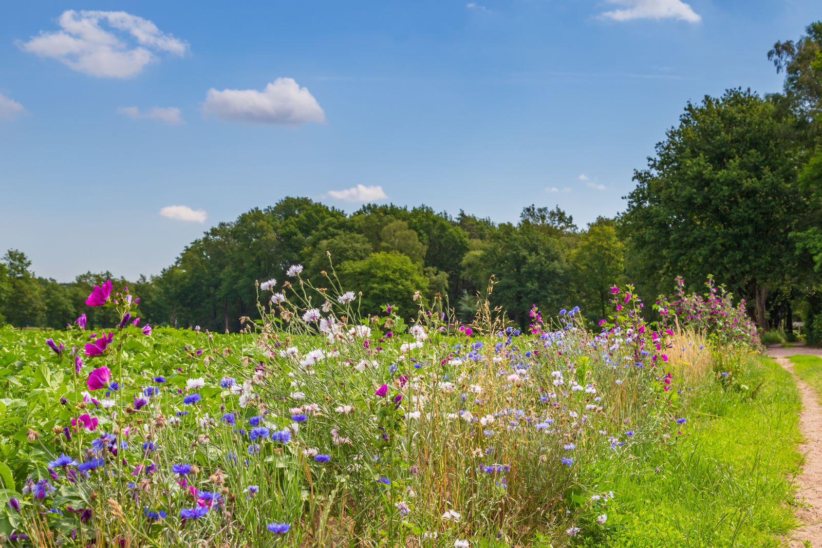 Defra to accelerate SFI payments for farmers with live agreements ...