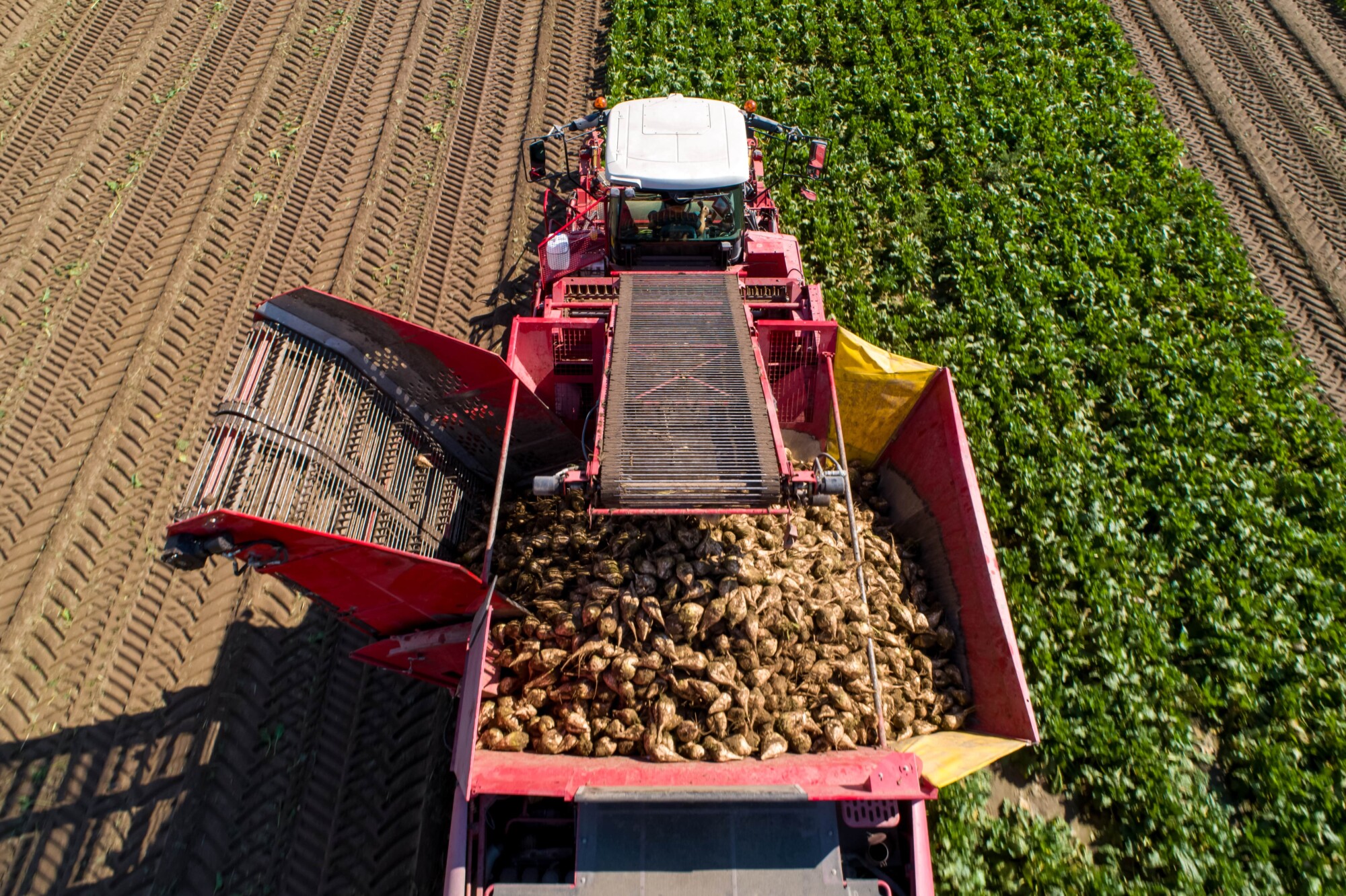 British Sugar announces start dates for 2023/24 sugar beet campaign ...