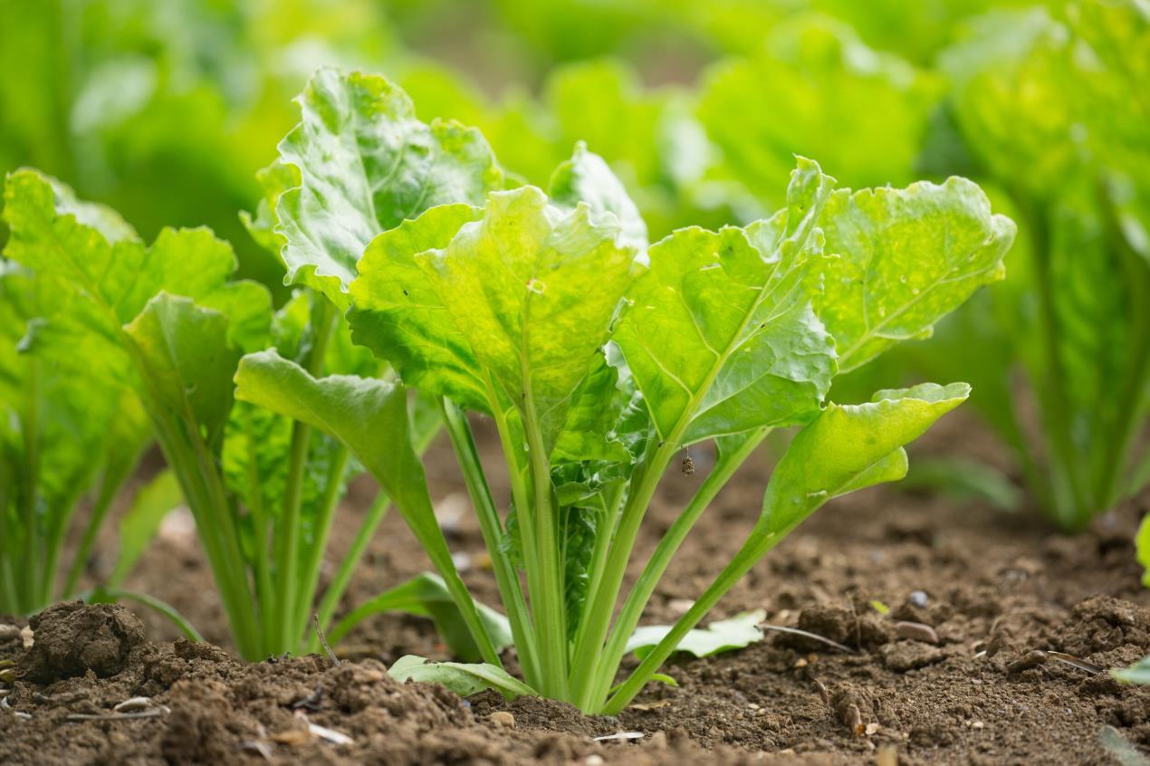New sugar beet seed treatment unveiled - Farmers Guide
