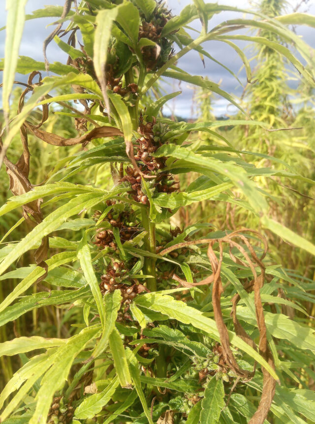 Hemp growing a “viable diversification” for British farms - Farmers Guide