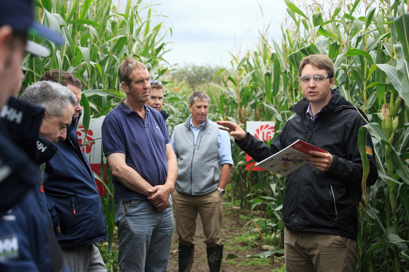 Farmers set for a bumper maize crop this harvest, analysis shows ...