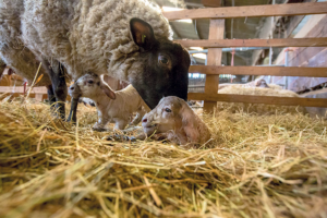 How to prevent hypothermia and hypoglycaemia in young lambs - Farmers Guide