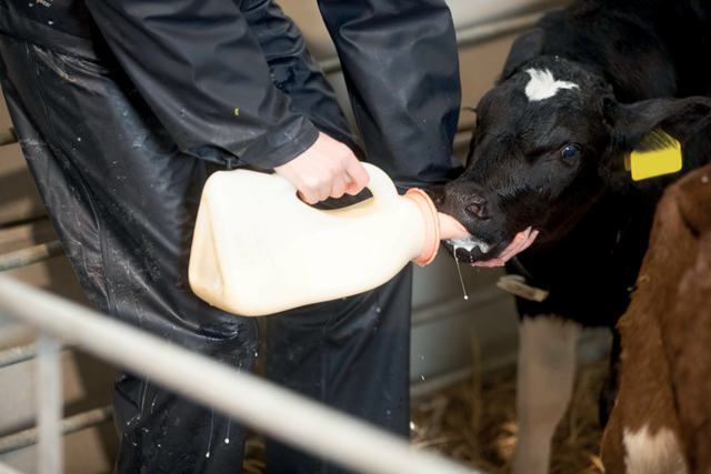 Colostrum guidelines at calving for short and long-term payoffs ...