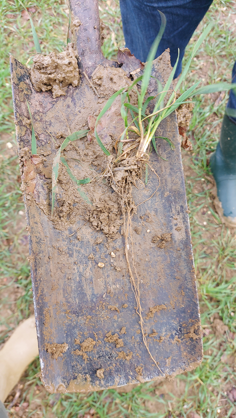 Trials assess benefits of wider seed bands - Farmers Guide