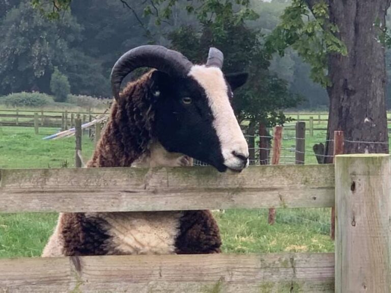 Jacob sheep: Distinctive, hardy and good tempered - Farmers Guide