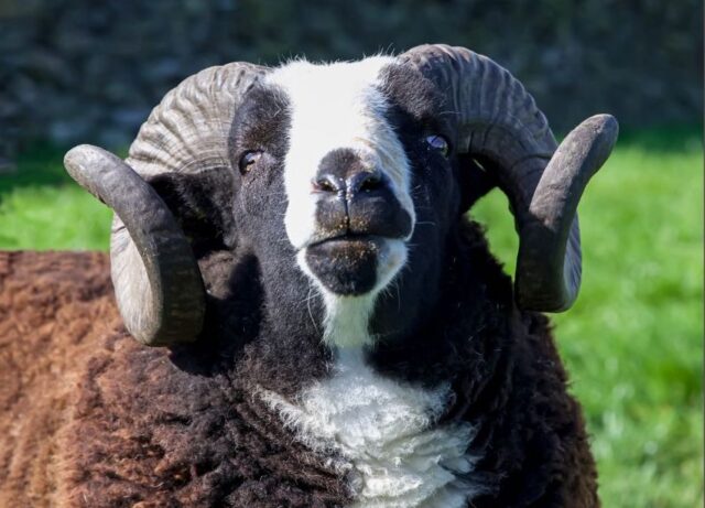 Jacob sheep: Distinctive, hardy and good tempered - Farmers Guide