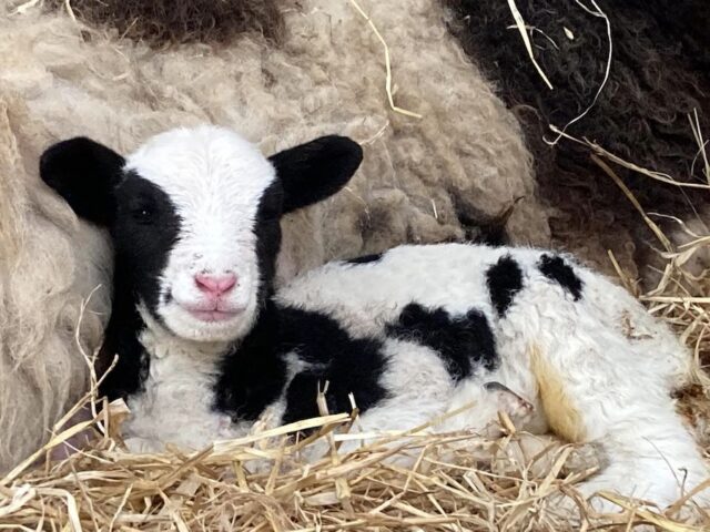 Jacob sheep: Distinctive, hardy and good tempered - Farmers Guide