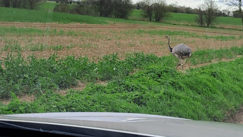 Missing Rhea sighted in Suffolk after escaping from farm - Farmers Guide