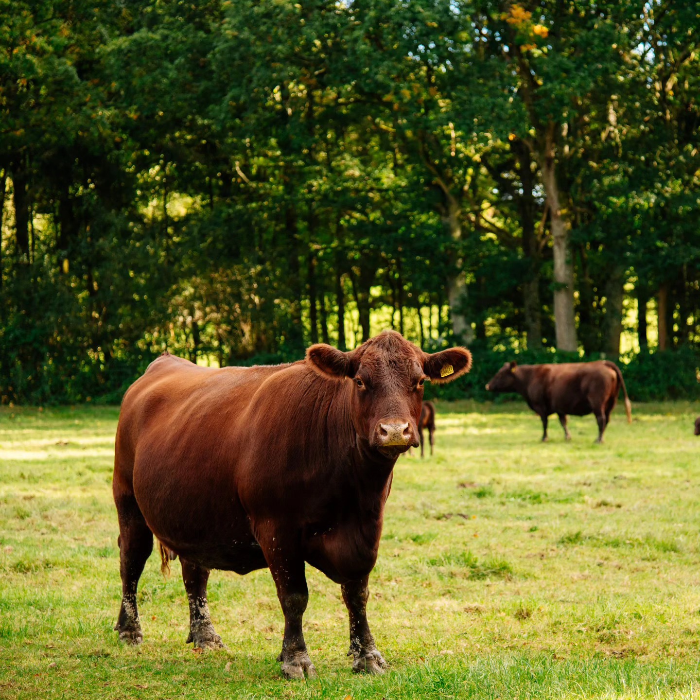 Great British Beef Week 2024: 'We farm for flavour' - Farmers Guide