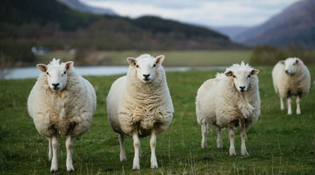 Sheep population continues downward trend, census shows - Farmers Guide