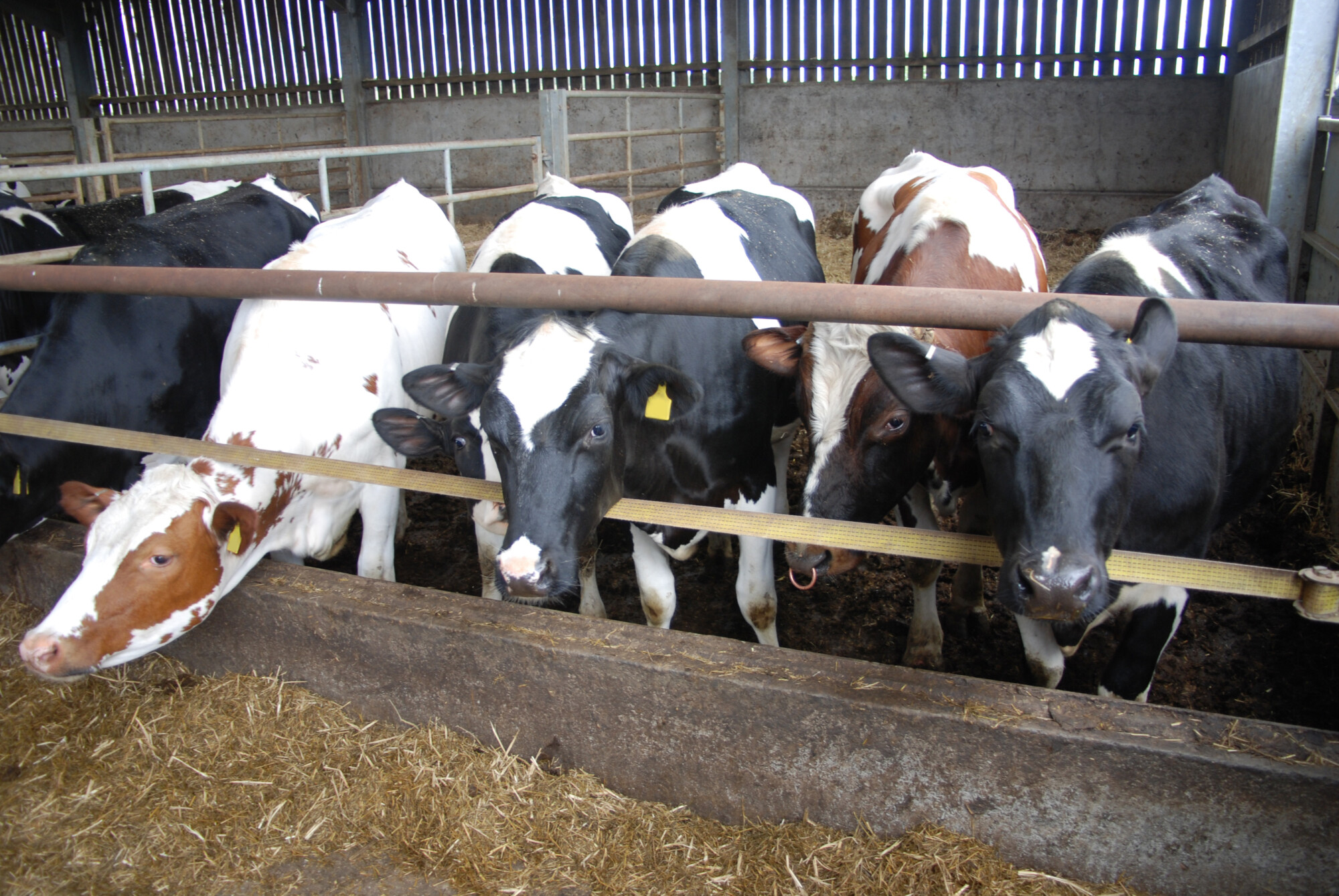 New minty fresh addition to disinfectant brand’s teat dip range ...