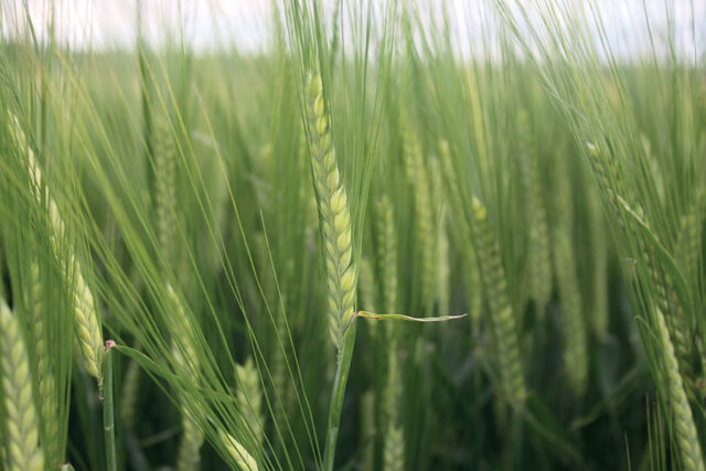 How to maximise spring barley this season - Farmers Guide