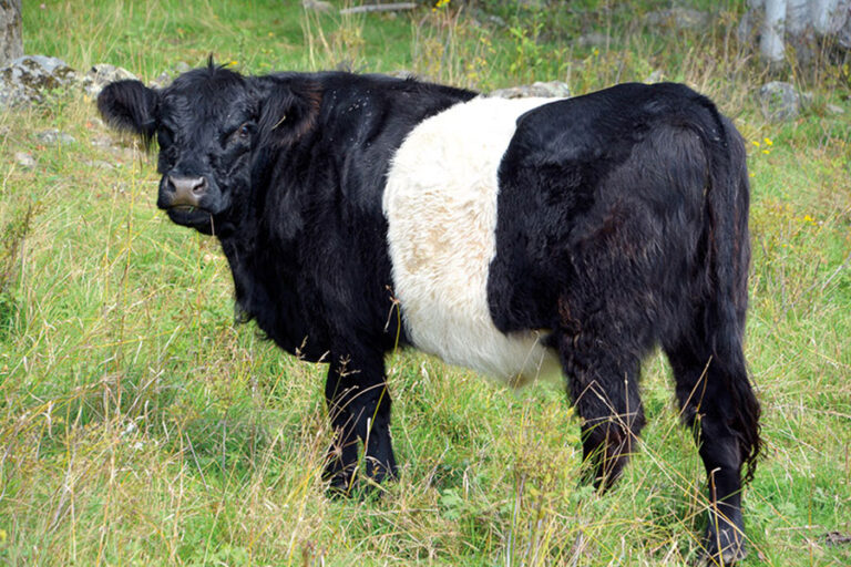 Native beef breeds: An opportunity for farmers? - Farmers Guide