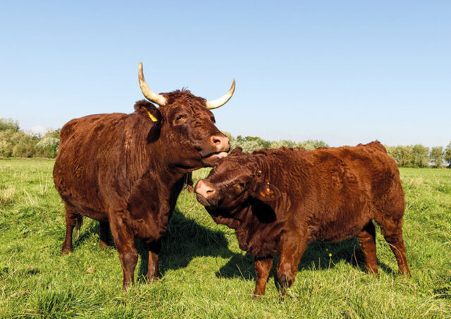 Native beef breeds: An opportunity for farmers? - Farmers Guide