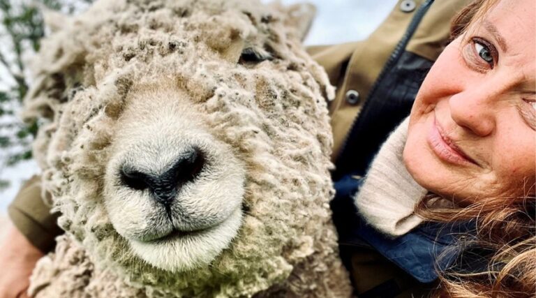 On a mission to save the Babydoll sheep breed - Farmers Guide