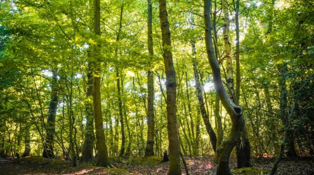 Farming community frustrated as New Zealand lamb hits Morrisons ...