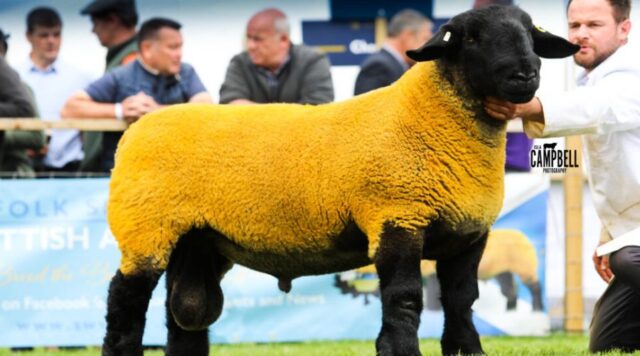 Celebrating Suffolks: An ancient but adaptable breed - Farmers Guide