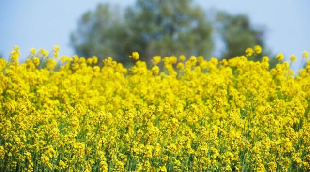 Oilseed rape called important crop for UK food security - Farmers Guide