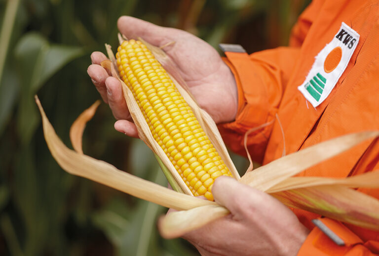 Maize: An attractive breakcrop with SFI benefits - Farmers Guide
