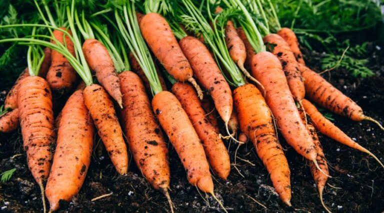 British farmers celebrate National Carrot Day 2024 - Farmers Guide