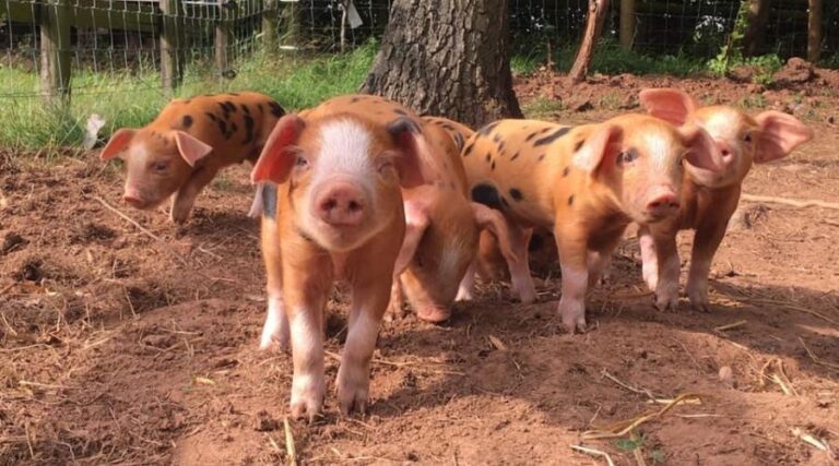 Meet the pig breed favoured by Jeremy Clarkson - Farmers Guide