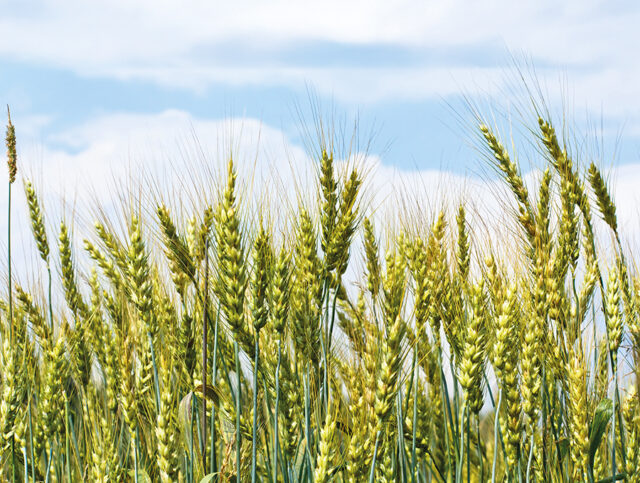 Good choice of spring crop options for 2025 - Farmers Guide