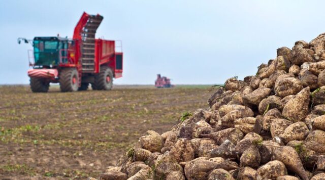 Weather conditions impact beet yields and sugar levels - Farmers Guide