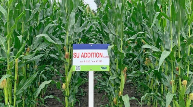 Maize: A break crop with a complexity of choice - Farmers Guide
