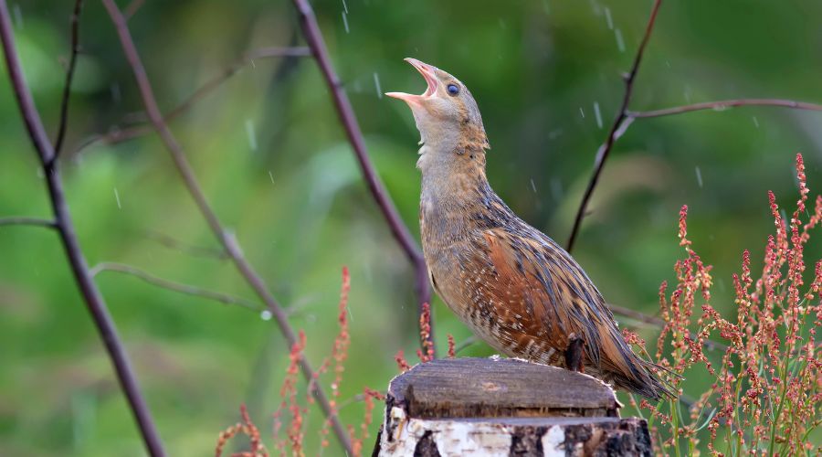 Scottish Corncrake project reaches milestone thanks to farmers efforts ...