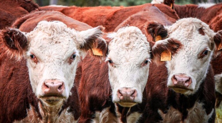 UK cattle population marks a drop with fewer youngstock ready for beef ...
