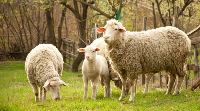 Sheep population continues downward trend, census shows - Farmers Guide