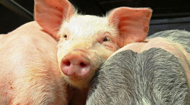 BTV-3 update: Everything we know about the current situation - Farmers ...